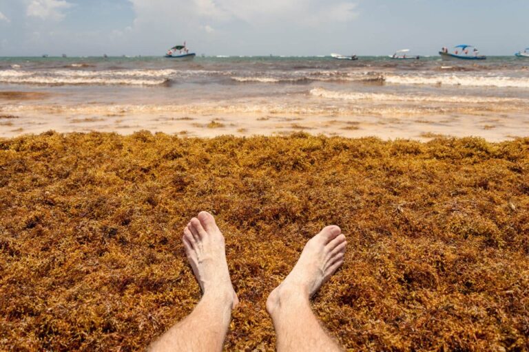 La Riviera Maya peut-elle transformer la crise des sargasses de 2025 en ...
